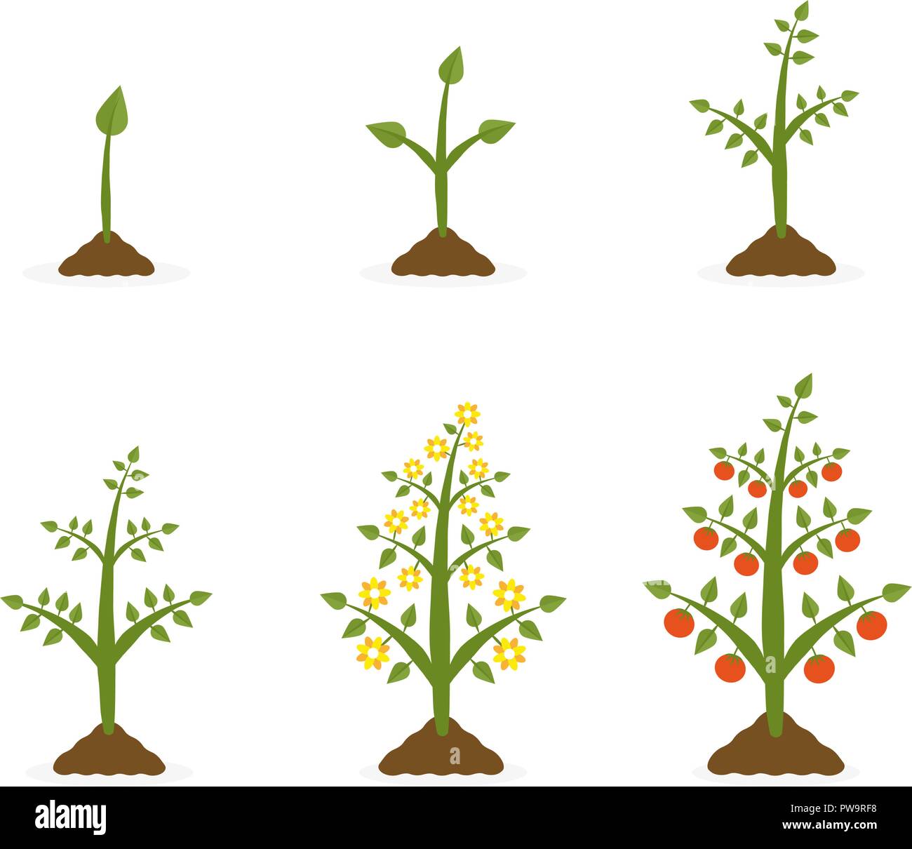 Plant Development Stage High Resolution Stock Photography and Images ...