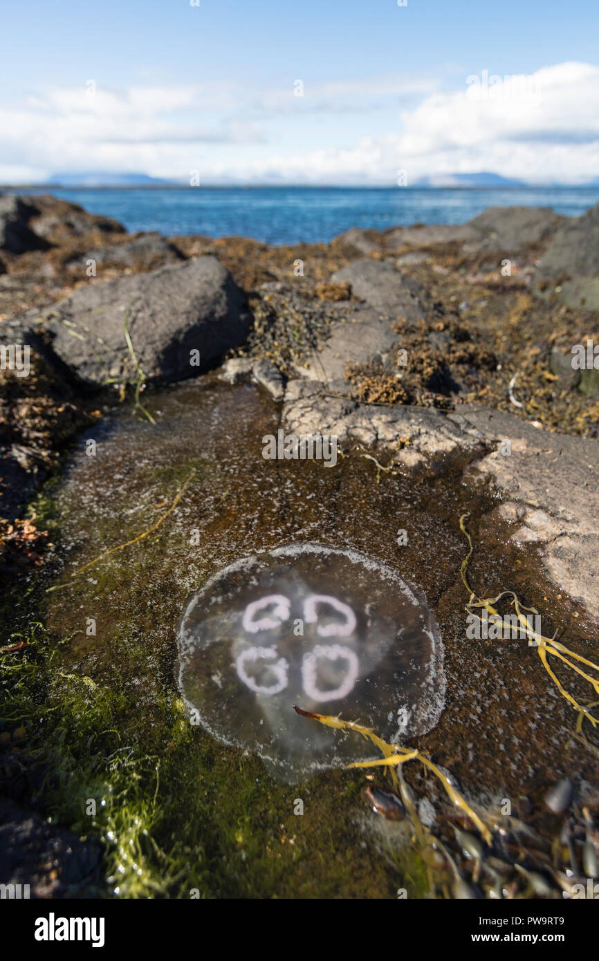 A moon jellyfish, Aurelia aurita, trapped in a tide pool at low tide on ...