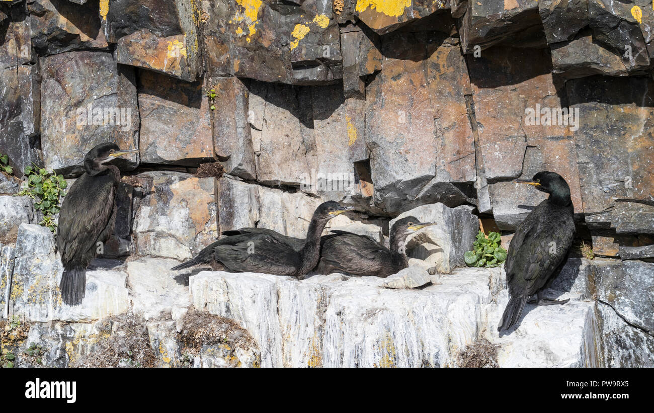 Common birds of iceland hi-res stock photography and images - Alamy