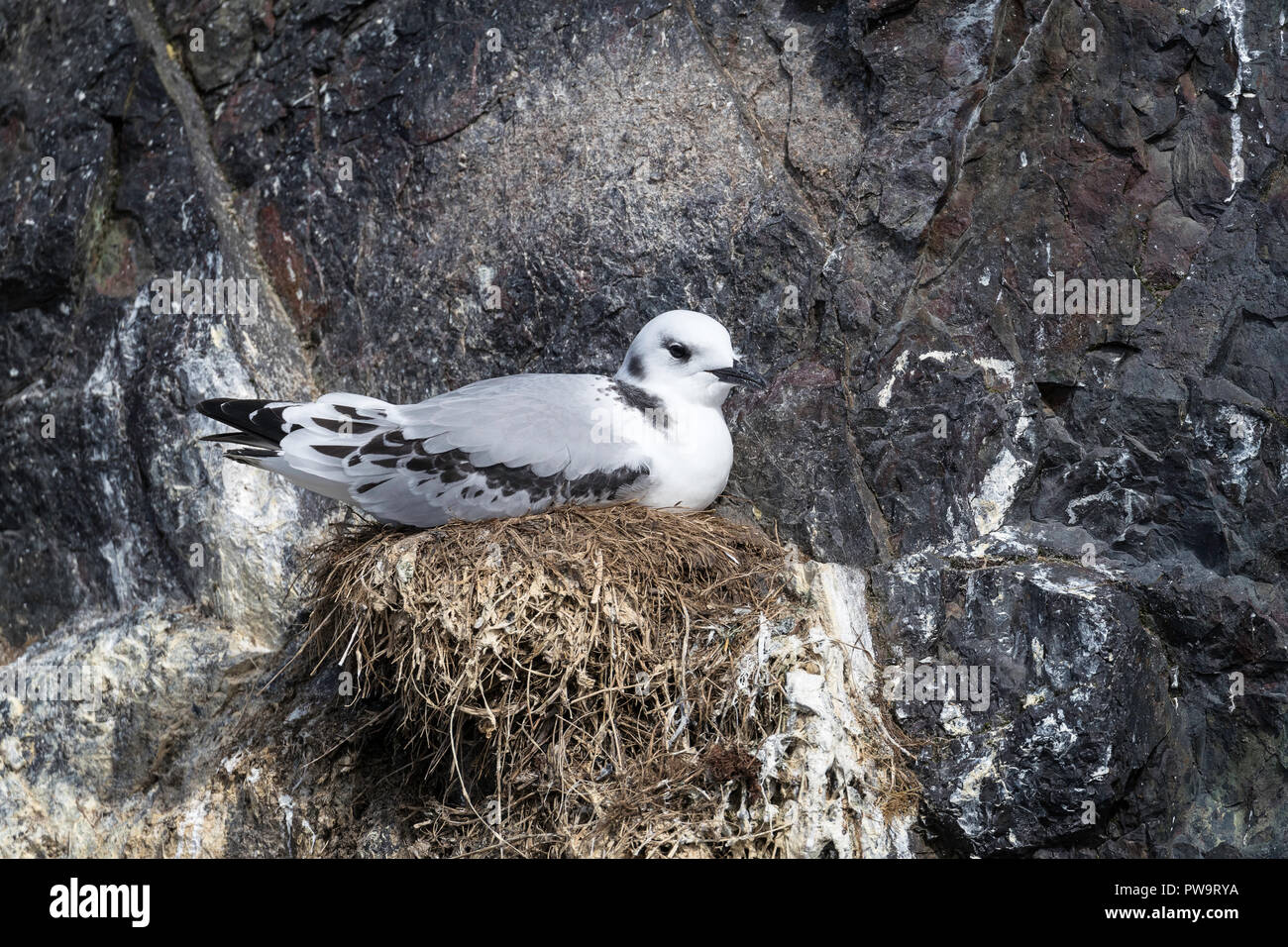 Kittiwake nest hi-res stock photography and images - Alamy