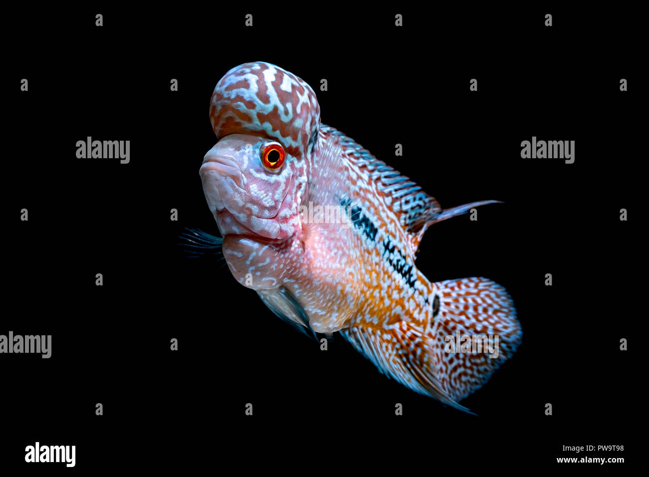 Cichlids fish in beautiful aquariums to come back Stock Photo - Alamy