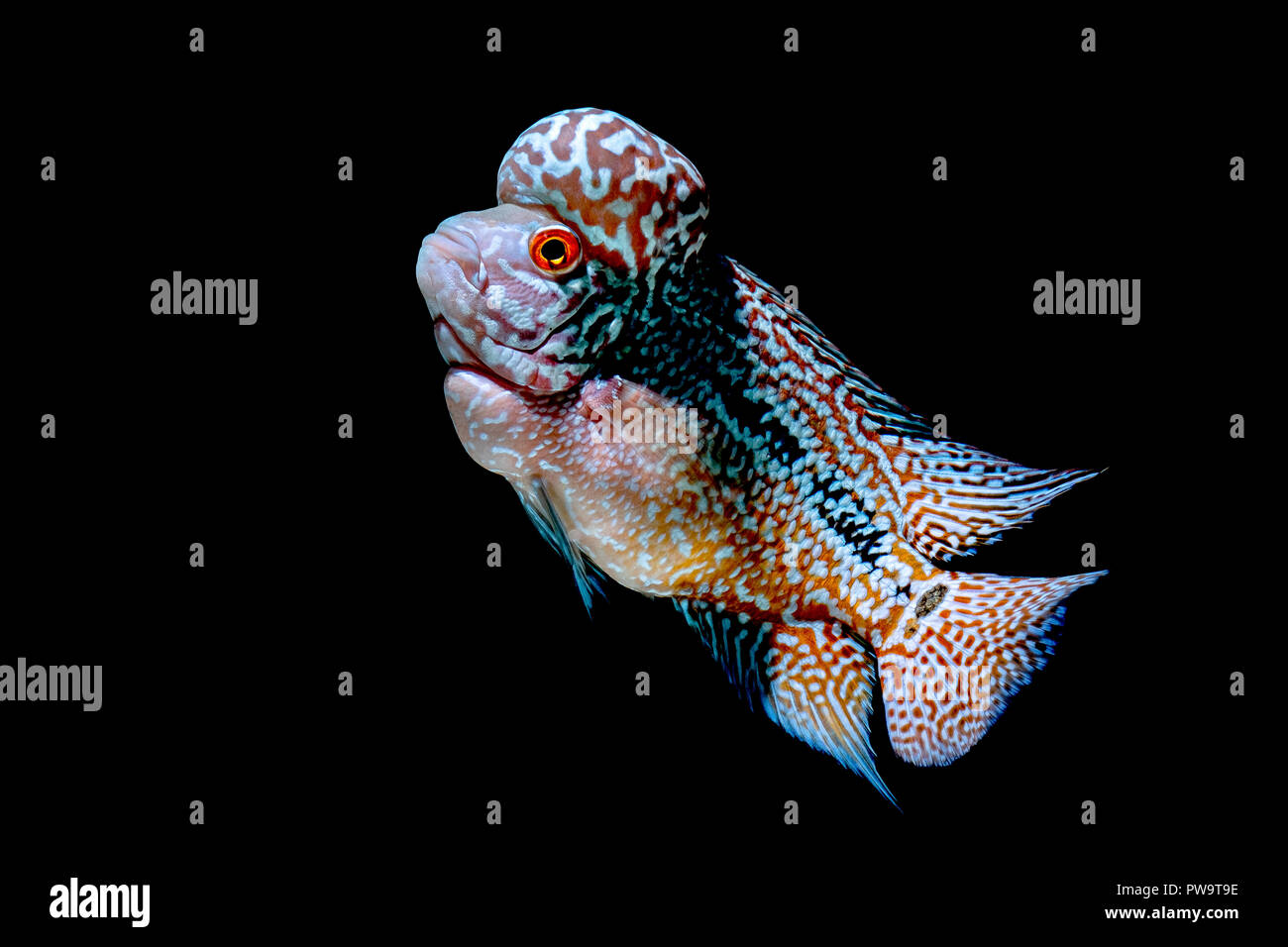 Cichlids fish in beautiful aquariums to come back Stock Photo - Alamy