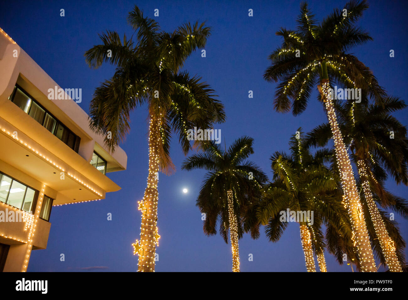 Miami trees with christmas lights hi-res stock photography and images ...