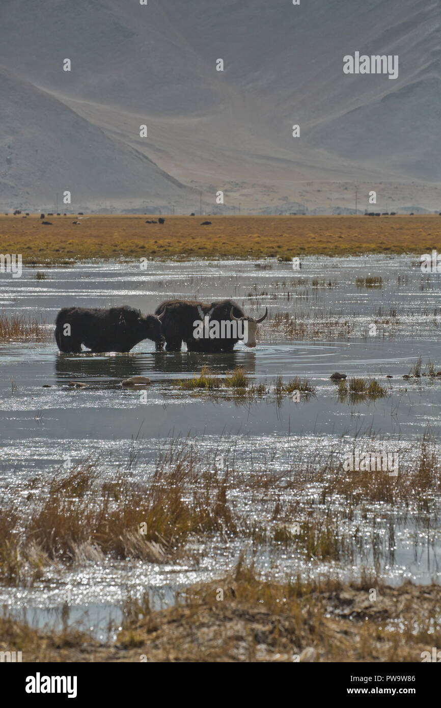 Yak yak is drinking water hi-res stock photography and images - Alamy
