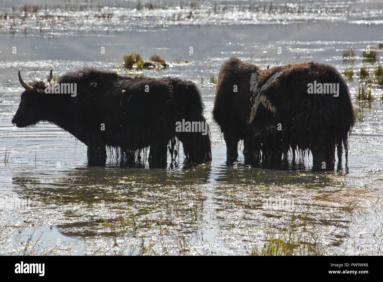 Yak yak is drinking water hi-res stock photography and images - Alamy