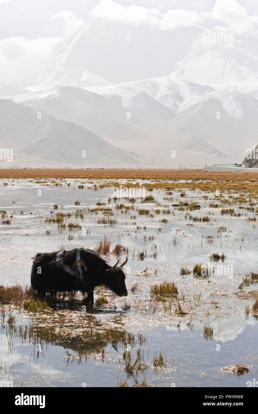Yak yak is drinking water hi-res stock photography and images - Alamy