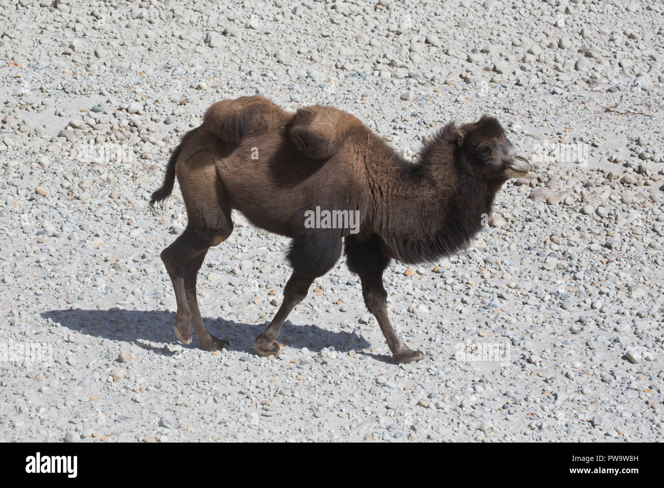 Bactrian camel on the Karakoram Highway Stock Photo - Alamy