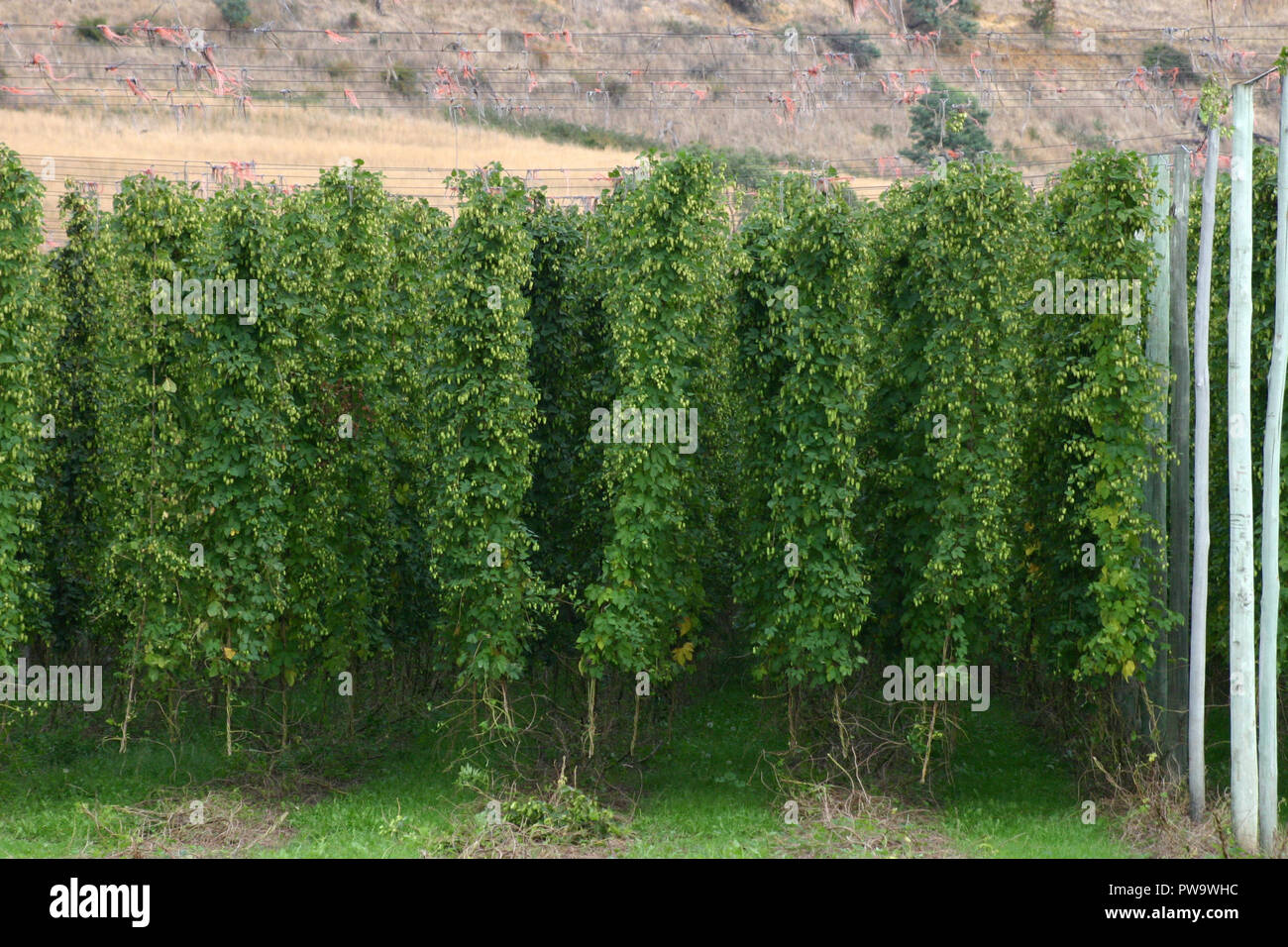 HOP PLANTS (HUMULUS LUPULUS) READY FOR HARVESTING, BUSHY PARK, TASMANIA ...