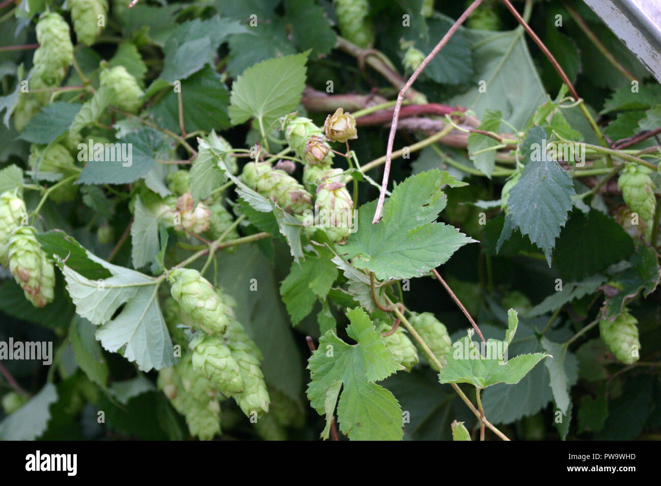 CLOSE-UP OF A HOP PLANT (HUMULUS LUPULUS) BUSHY PARK, TASMANIA ...