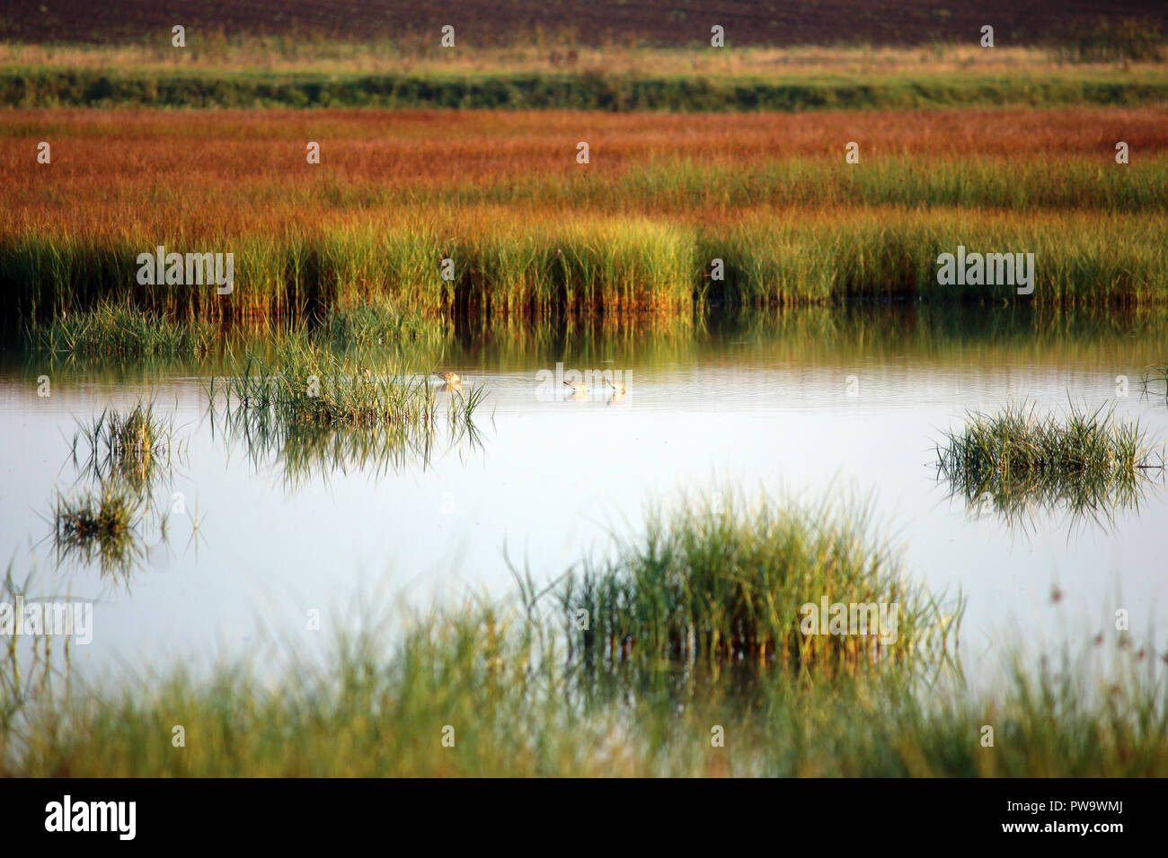 Swamp country hi-res stock photography and images - Alamy