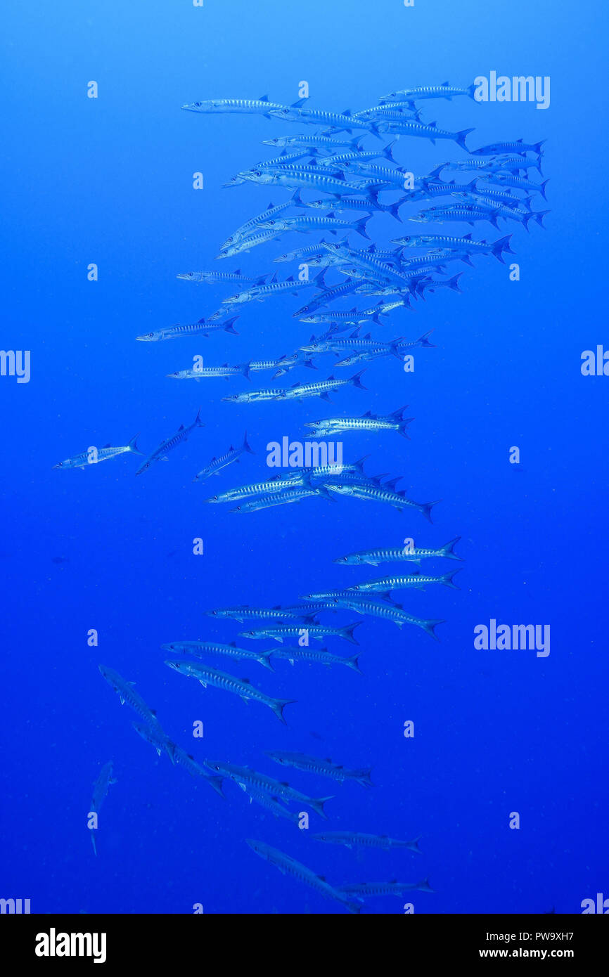 Barracuda at the Red Sea Egypt Stock Photo - Alamy