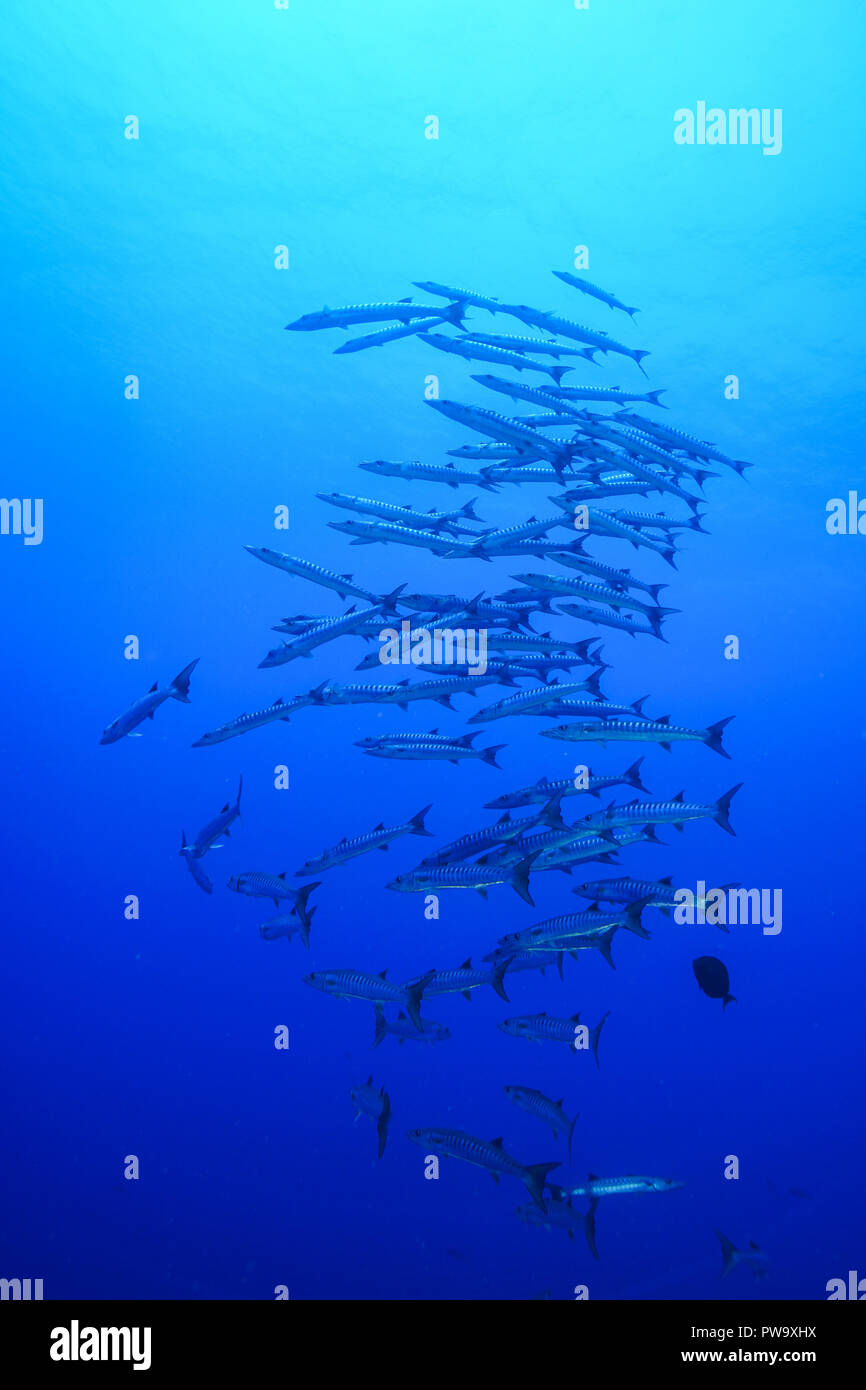 Barracuda at the Red Sea Egypt Stock Photo - Alamy