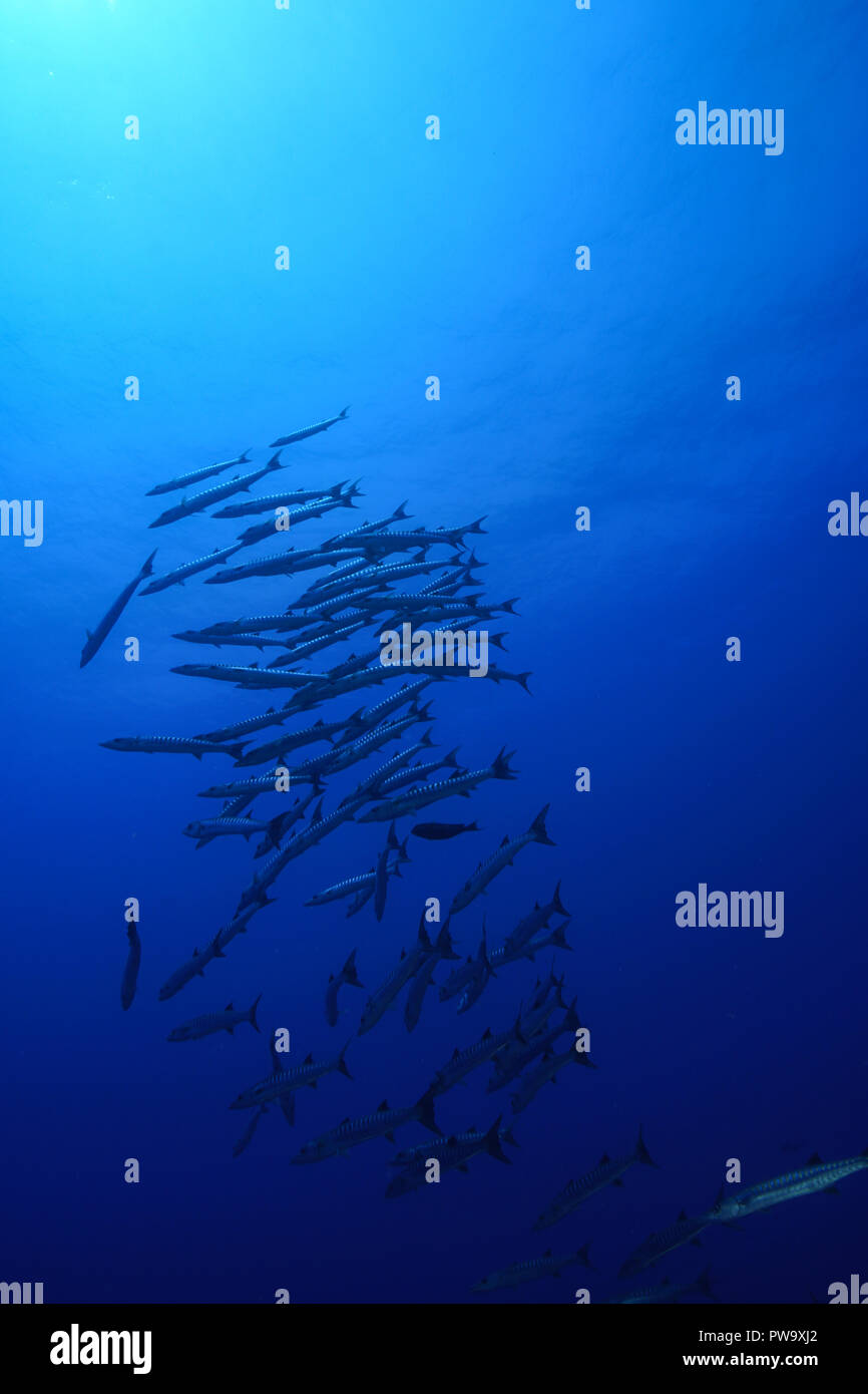 Barracuda at the Red Sea Egypt Stock Photo - Alamy