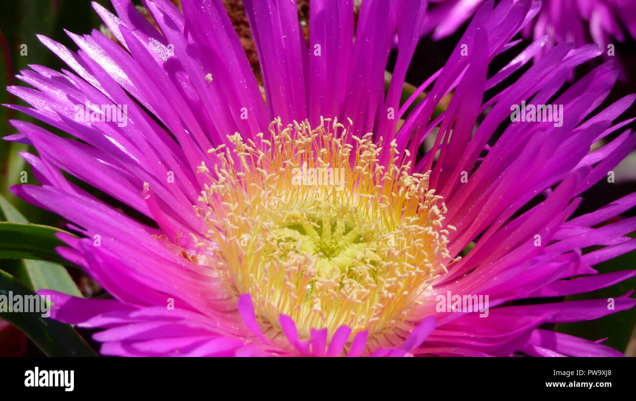Purple Pink Flower Closeup Yellow Inside Gardening Plant Stock Photo ...