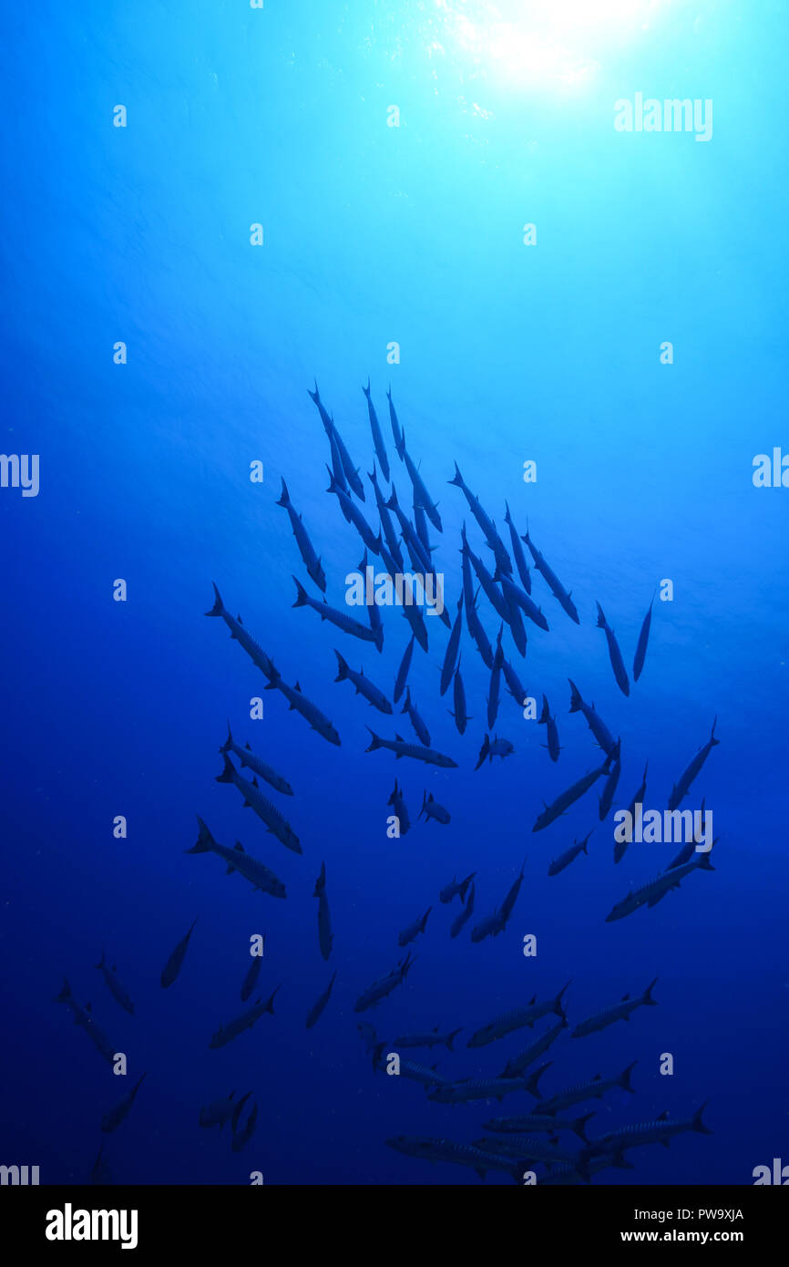 Barracuda at the Red Sea Egypt Stock Photo - Alamy