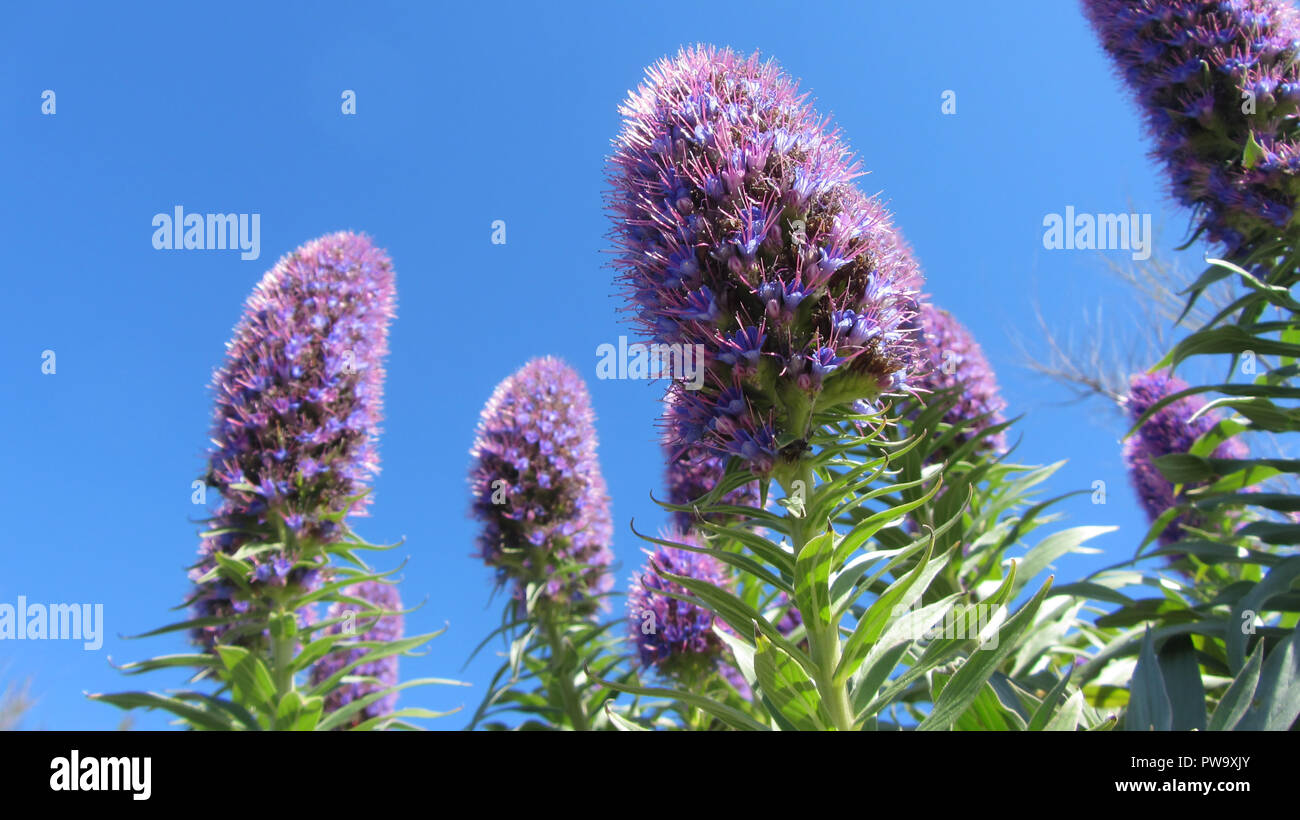 From below wall plant hi-res stock photography and images - Alamy