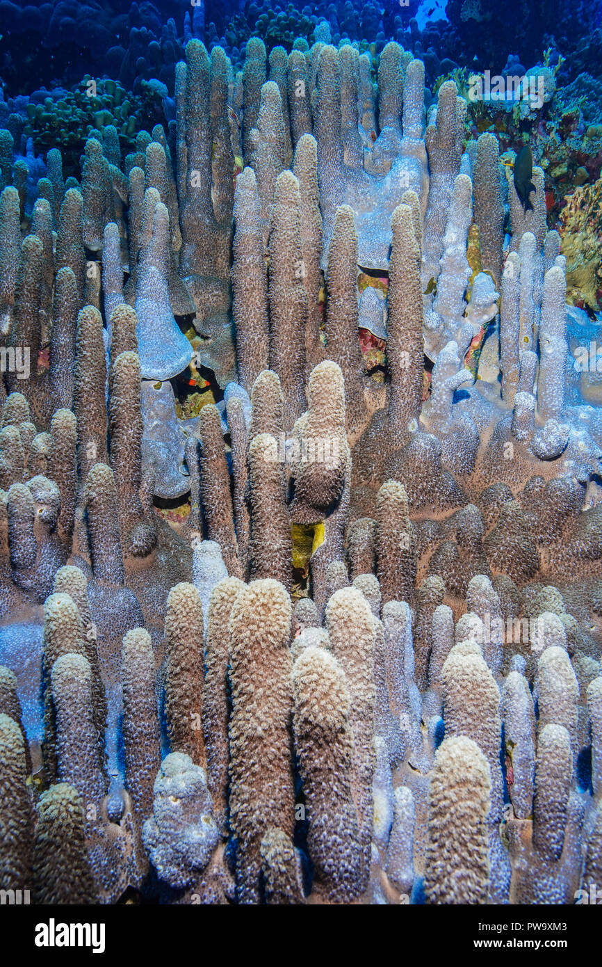Pillar coral hi-res stock photography and images - Alamy