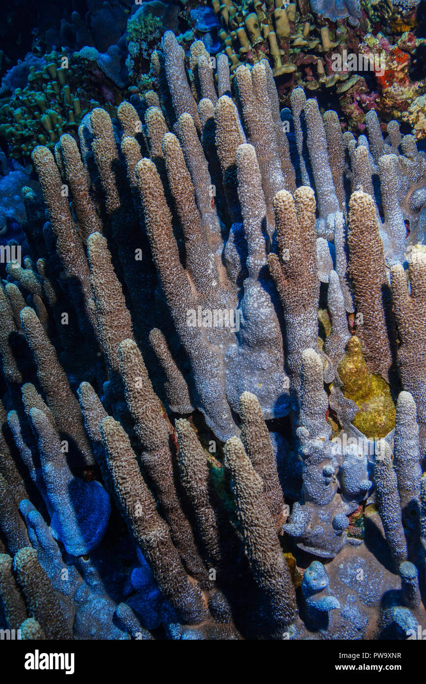 Pillar coral hi-res stock photography and images - Alamy