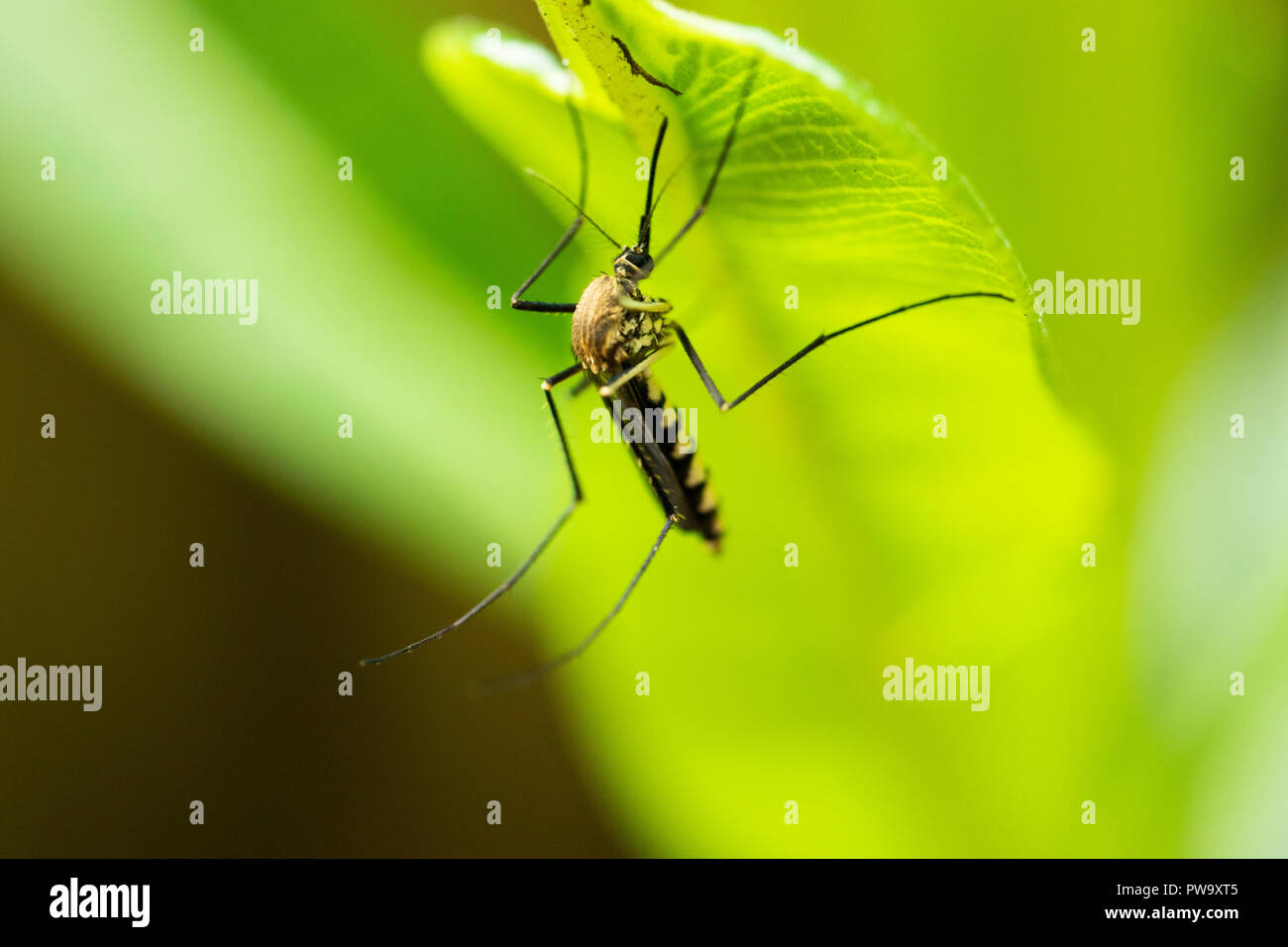 Mosquito under leaf hi-res stock photography and images - Alamy