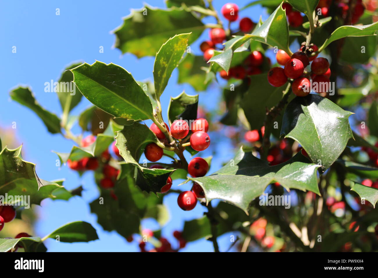 Christmas red berry plant (Ilex aquifolium), blue sky, shallow depth of ...