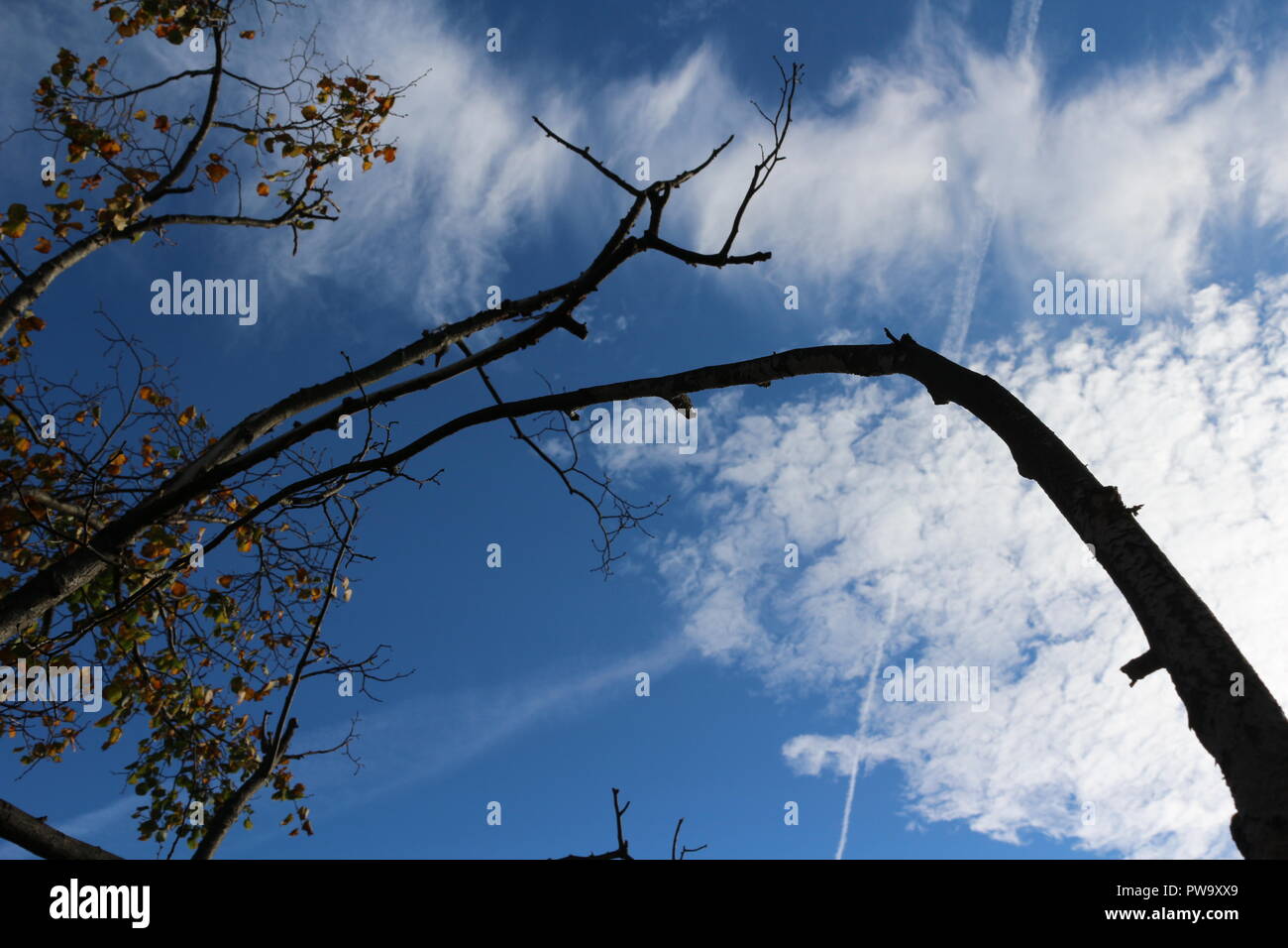 Abstract blue sky look through tree branches Stock Photo - Alamy
