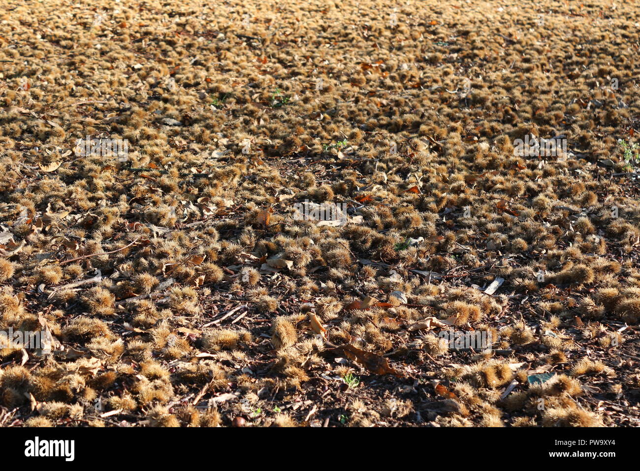 Chestnuts on the ground in a deep natural forest in the fall. Shallow ...