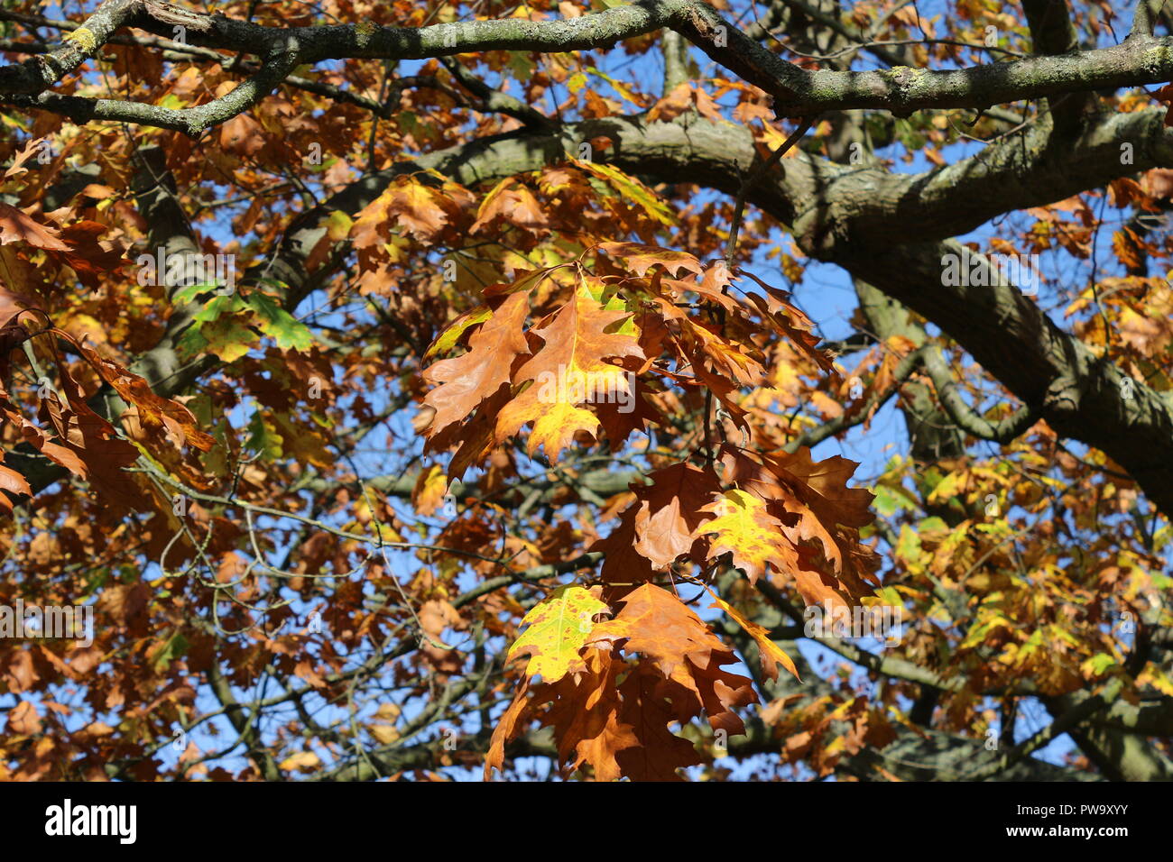 Majestic oak tree hi-res stock photography and images - Alamy