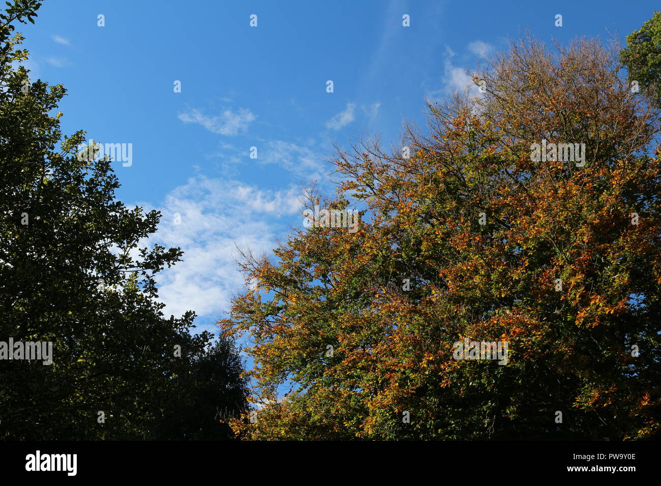 Summer changes autumn green leaves gets more colorful soon Stock Photo ...