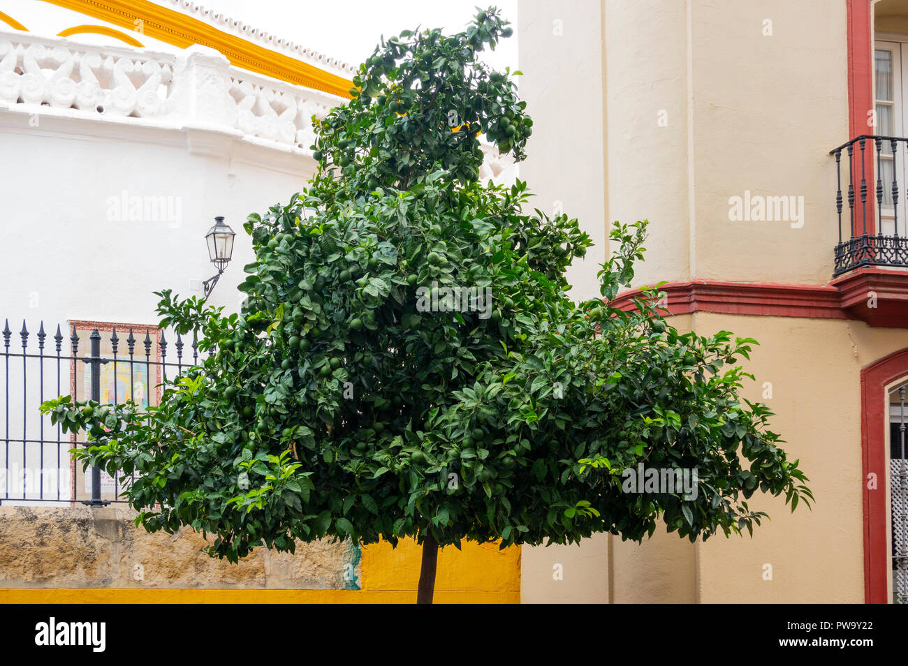 Orange tree seville hi-res stock photography and images - Alamy
