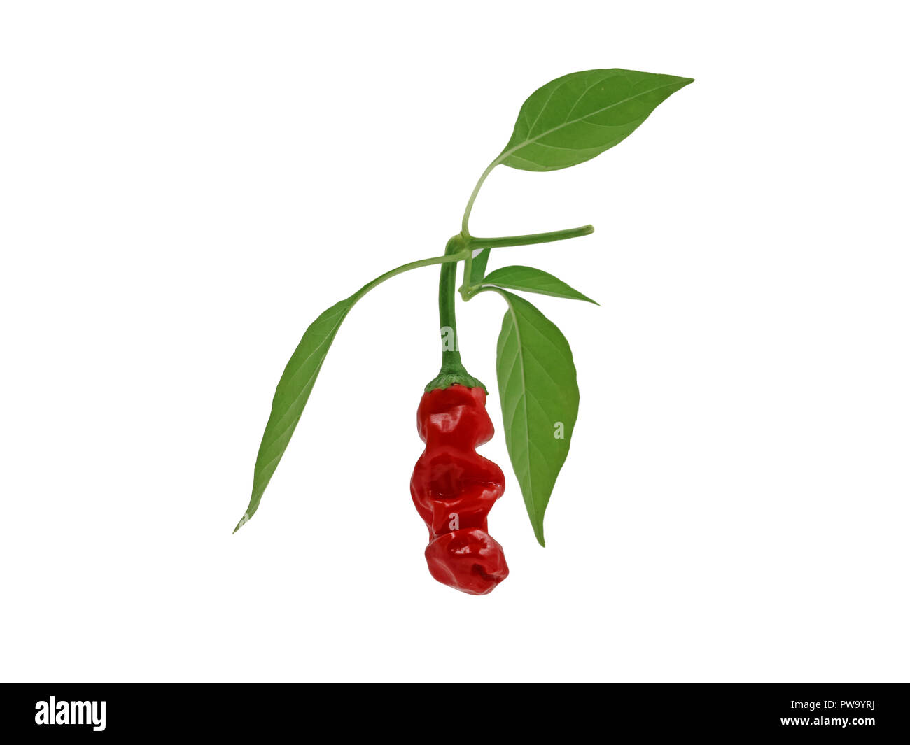 Peter pepper hi-res stock photography and images - Alamy