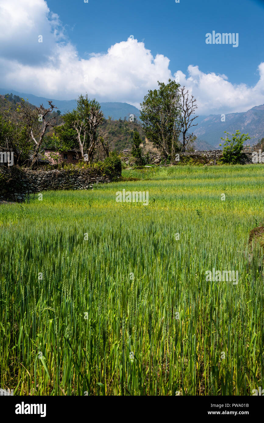 Agriculture farming himalaya hi-res stock photography and images - Alamy