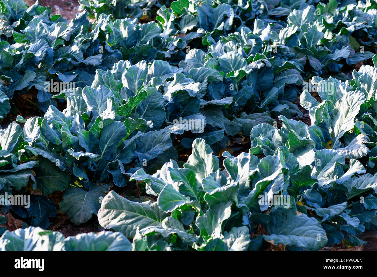 Broccoli close up in agricultural hi-res stock photography and images ...