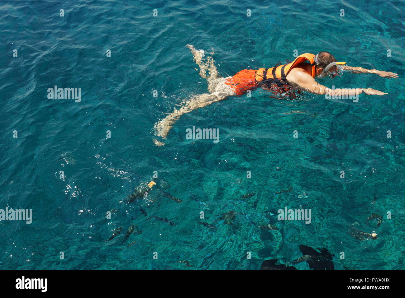 snorkeling in Egypt over beautiful red sea coral riffs while trip as ...