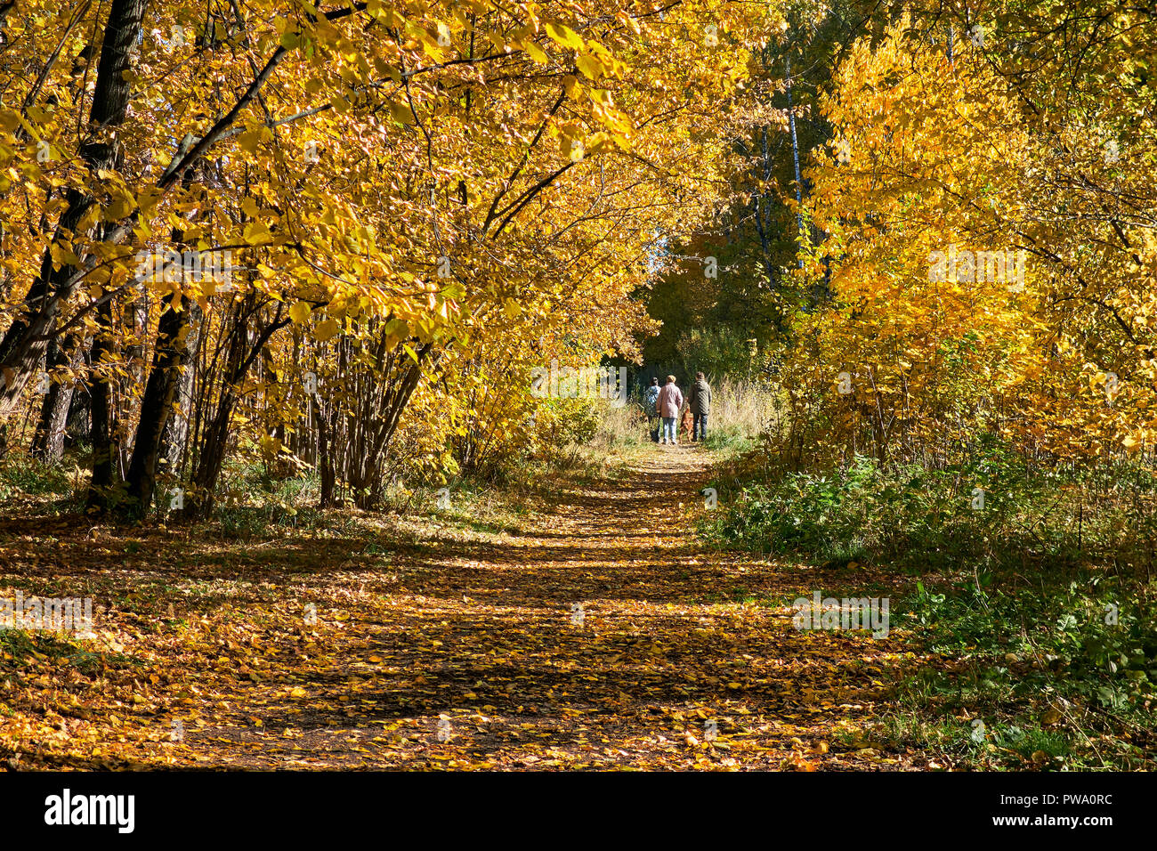 Trees with golden yellow foliage in autumn. Bitsevski Park (Bitsa Park ...