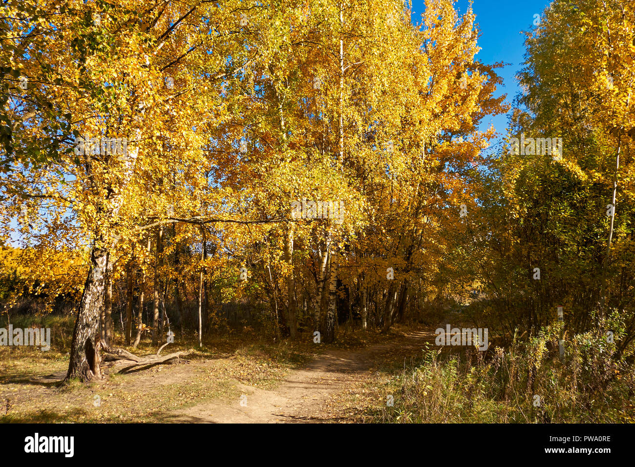Trees with golden yellow foliage in autumn. Bitsevski Park (Bitsa Park ...
