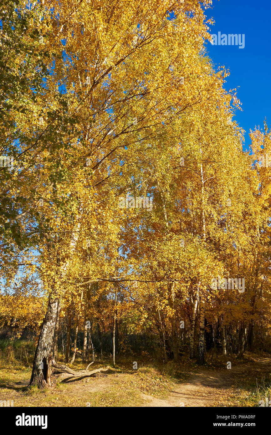 Bitsa park hi-res stock photography and images - Alamy