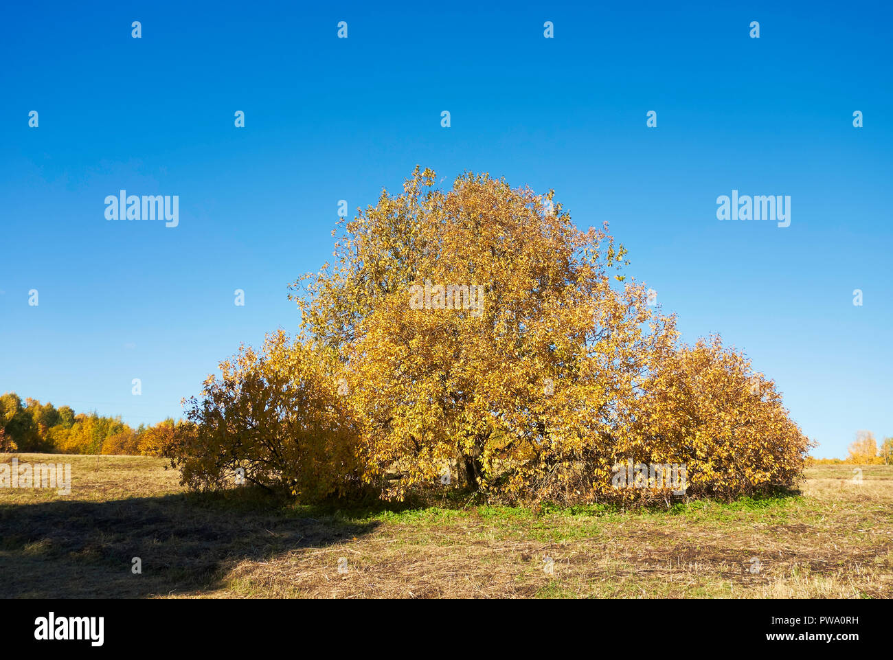 Tree with golden yellow foliage in autumn. Bitsevski Park (Bitsa Park ...