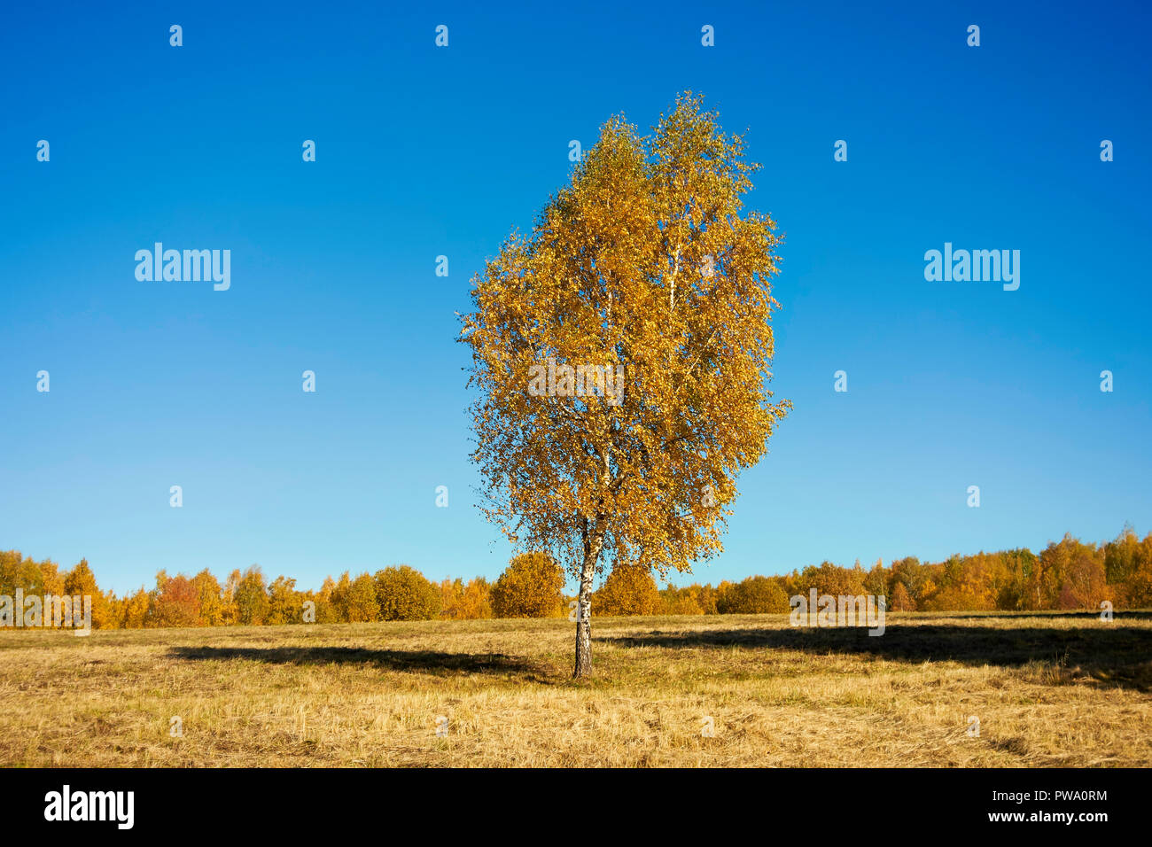 Birch tree with golden yellow foliage in autumn. Bitsevski Park (Bitsa ...