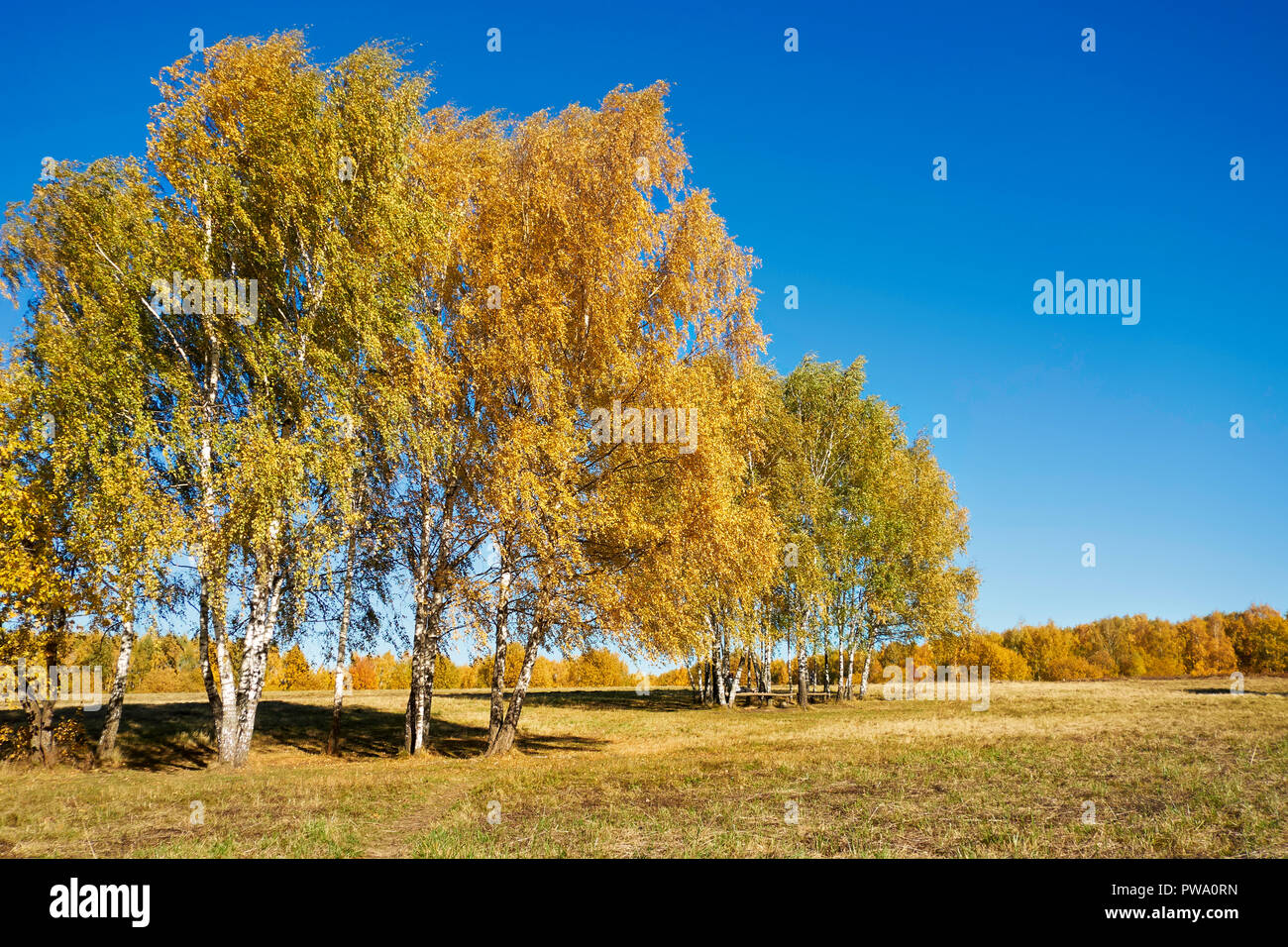 Birch trees with golden yellow foliage in autumn. Bitsevski Park (Bitsa ...