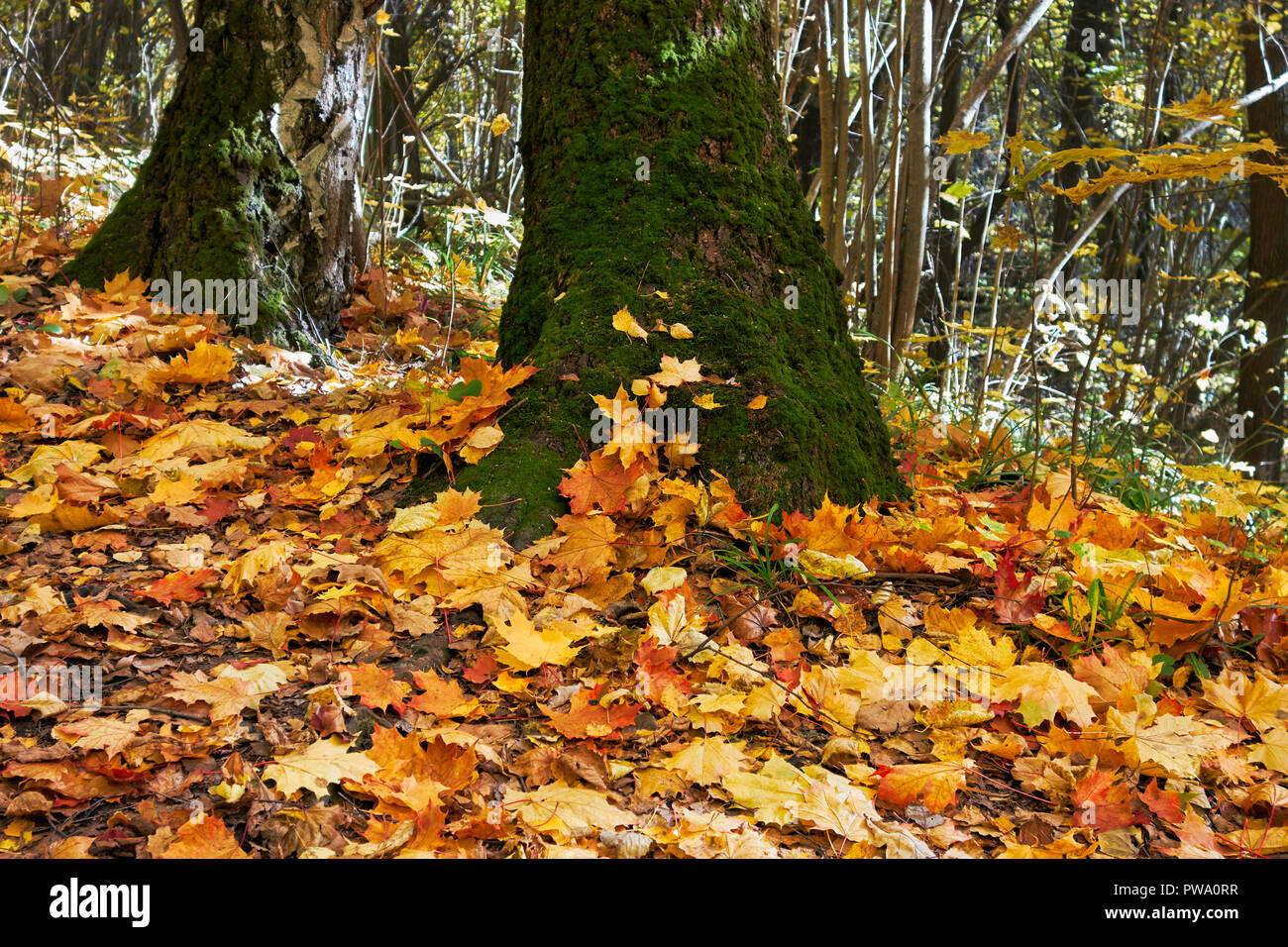 Fallen yellow maple leaves on a forest floor in autumn. Bitsevski Park ...