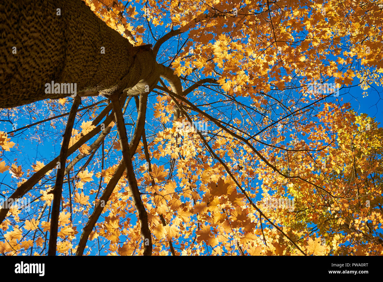 Yellow foliage of a maple tree in autumn. Bitsevski Park (Bitsa Park ...