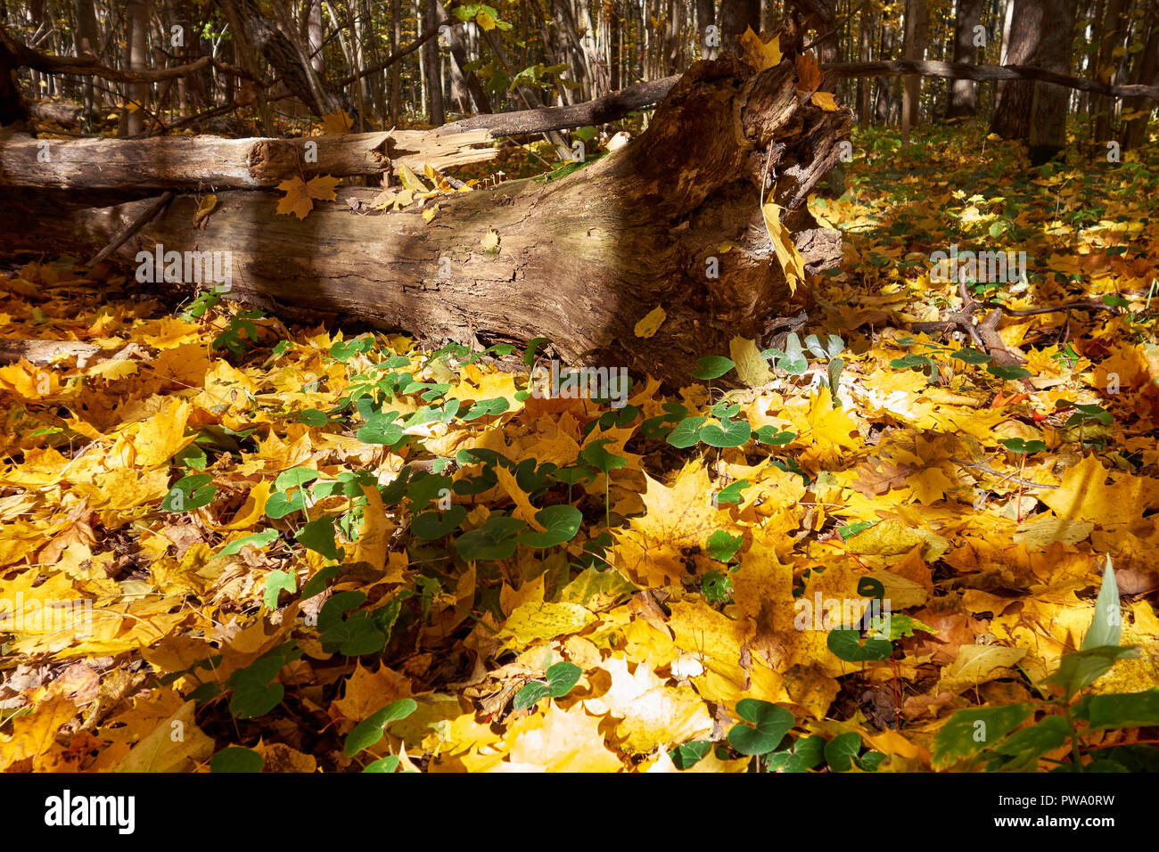 Fallen yellow maple leaves on a forest floor in autumn. Bitsevski Park ...
