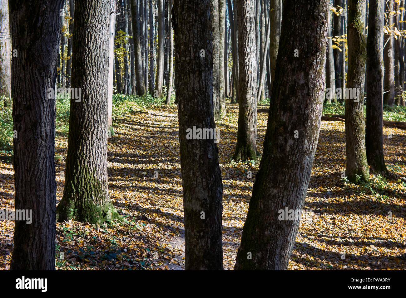 Trees and fallen yellow leaves on a forest floor in autumn. Bitsevski ...