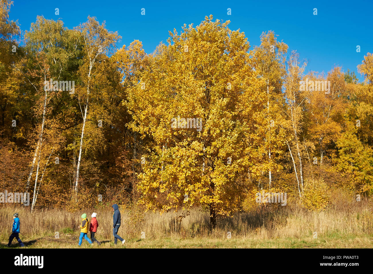 People walking among trees with golden yellow foliage in autumn ...
