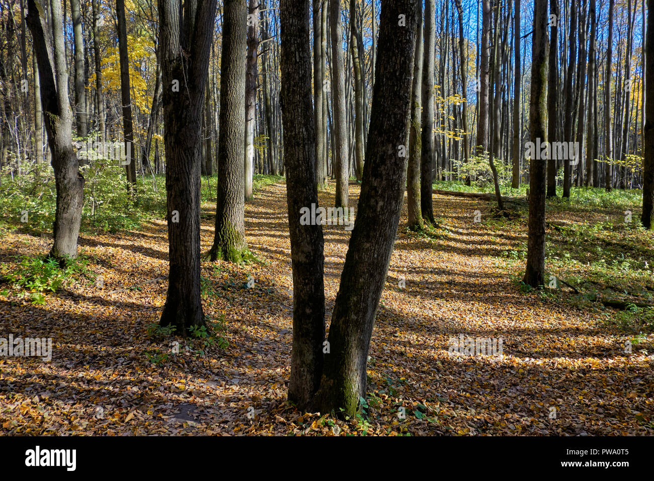 Trees and fallen yellow leaves on a forest floor in autumn. Bitsevski ...