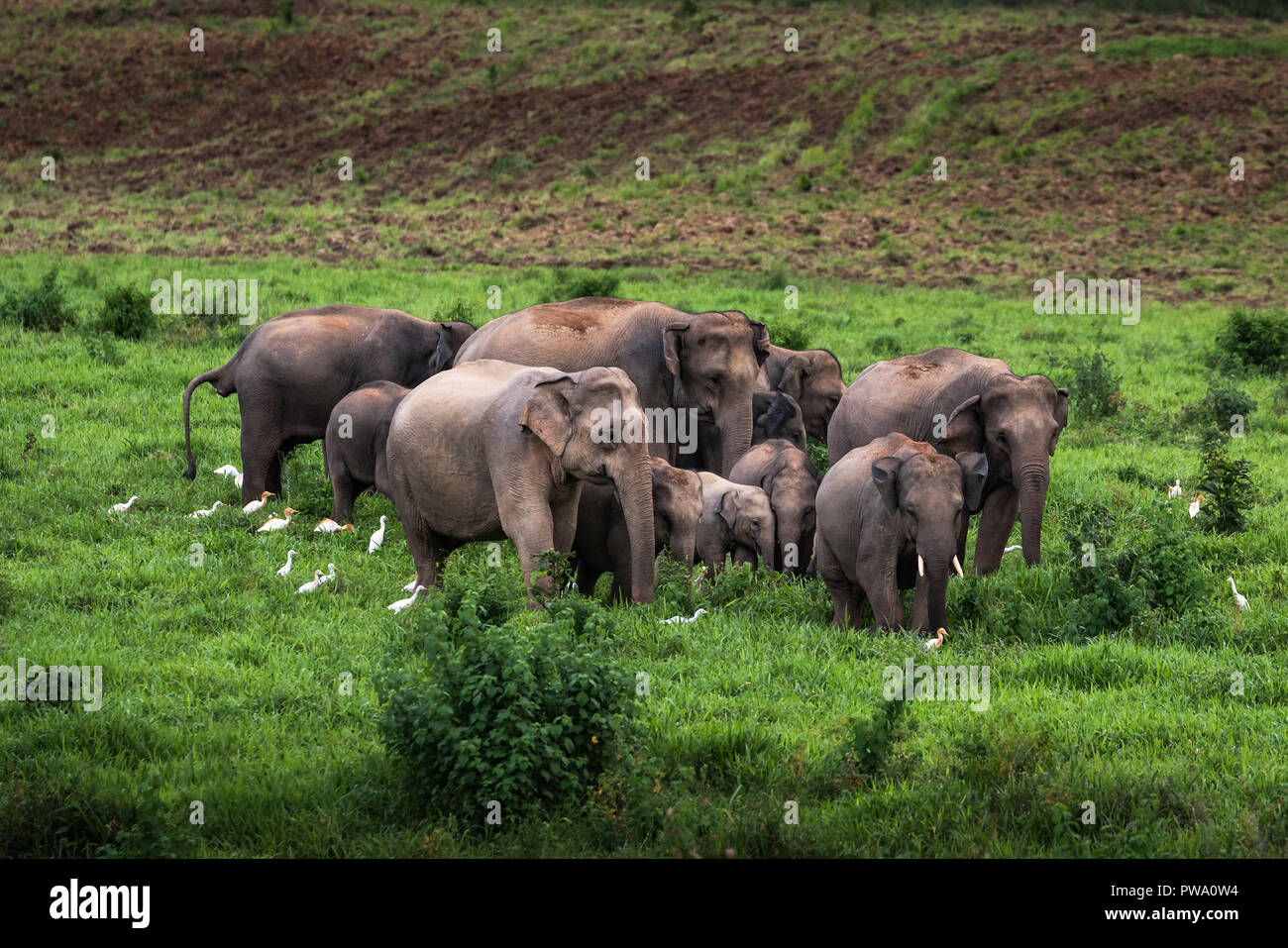 Kuiburi national park hi-res stock photography and images - Alamy