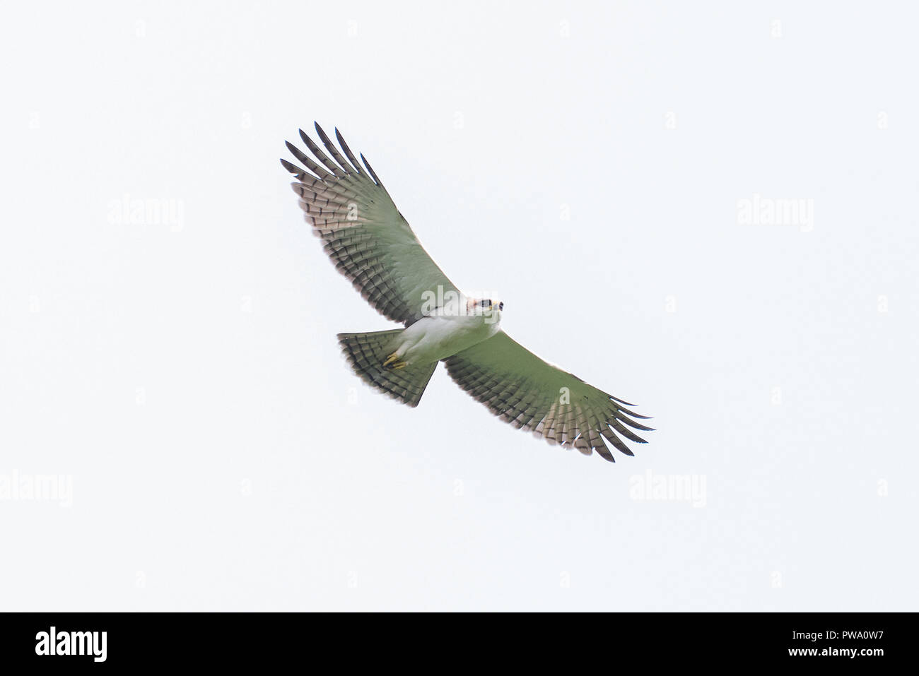 Peregrine falcon landing hi-res stock photography and images - Alamy