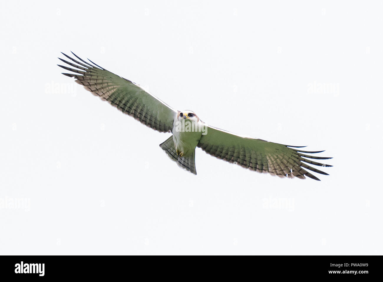 Falconry bird feet Cut Out Stock Images & Pictures - Alamy