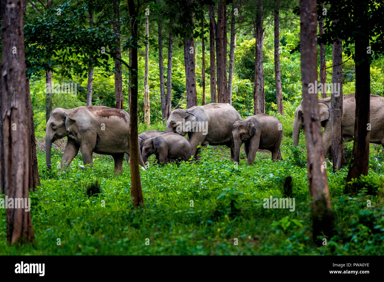 Kuiburi national park hi-res stock photography and images - Alamy