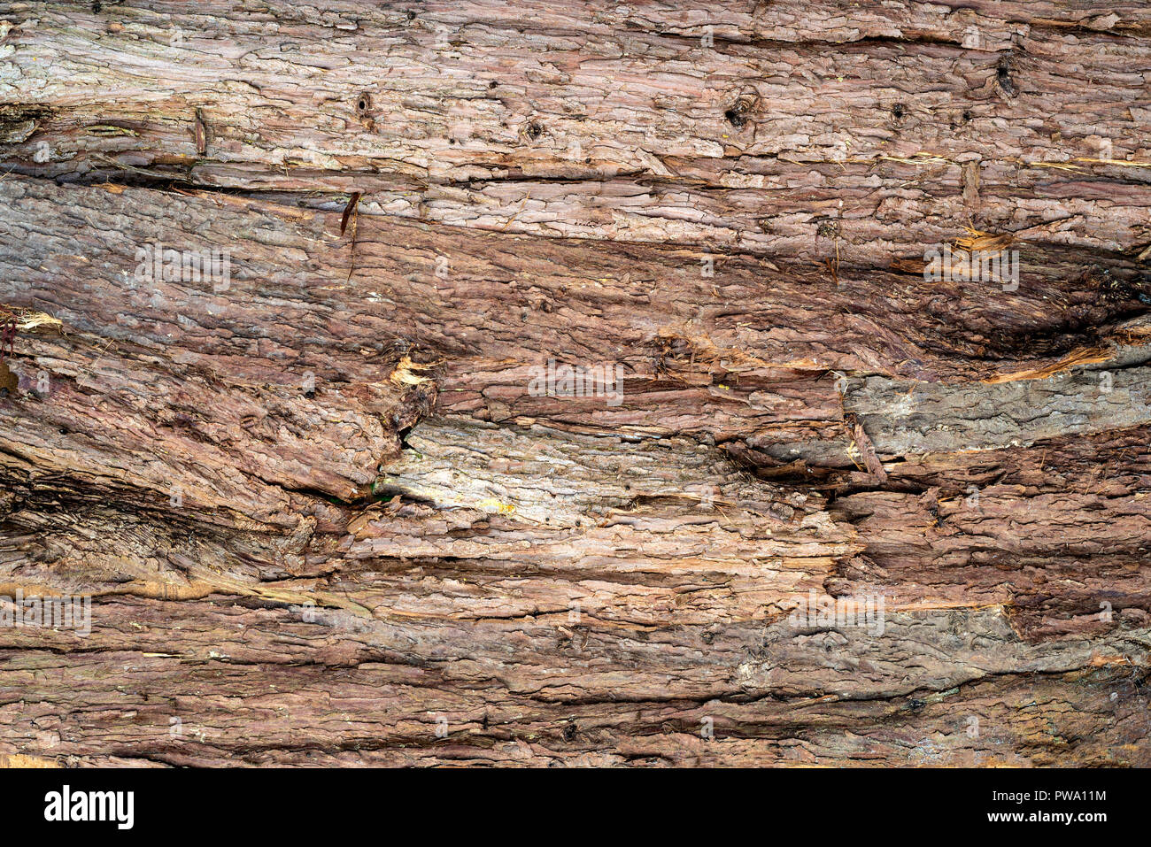 Detail of tree bark making a great textured background Stock Photo - Alamy